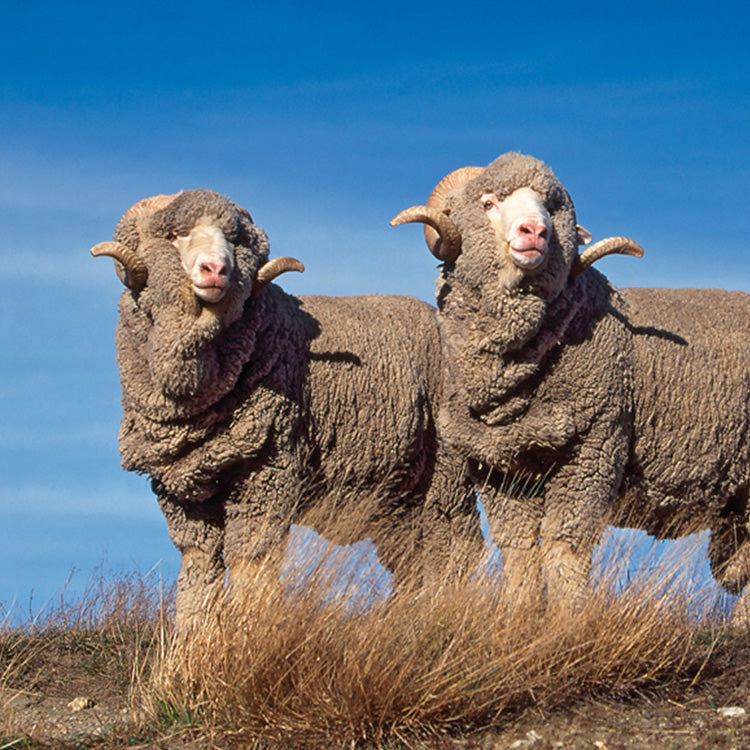 The Spinning & Weaving Shop – FibreHut